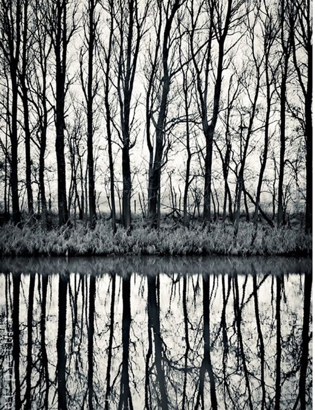 Lines Lesson: Element of Art - CVHS Photography