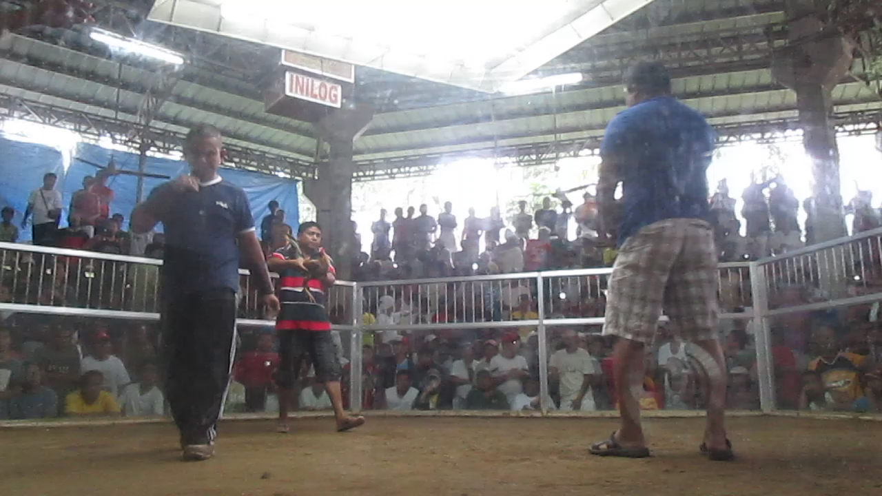Sabong Pilipinas Fights - Tubigon Cockers Arena January 17, 2015 Fight ...