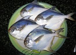 7 Benefits of Pomfret Fish for Pregnant Women - healthy t1ps