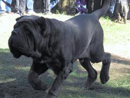 CachorrosBlogs.: Raça Mastim Napolitano - Cachorros.