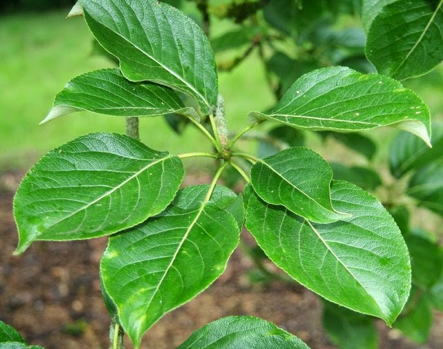 Всё о бегониях и не только...: Тополь Максимовича (Populus maximowiczii)