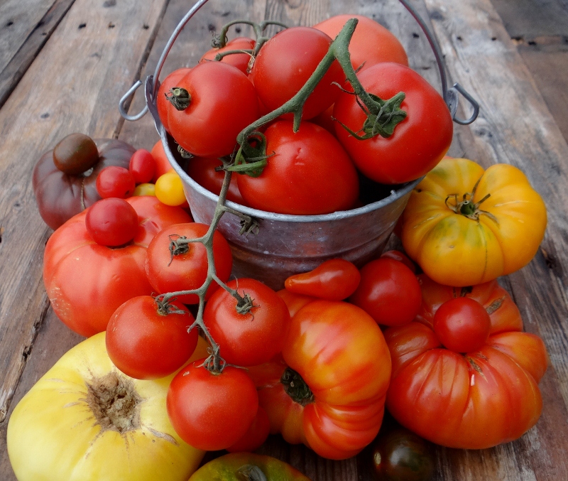 ...a quiet life...: a little more tomato love...