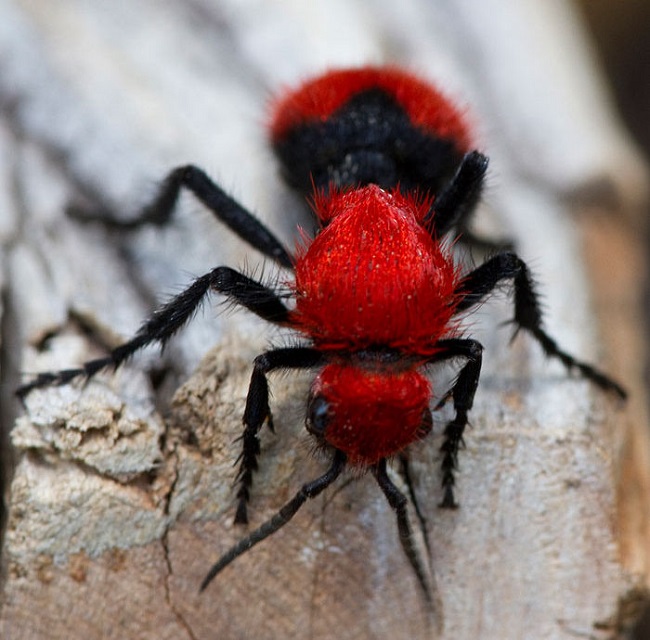 Hormiga Terciopelo Rojo