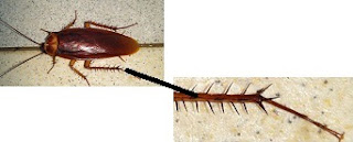 LA TAXONOMÍA EN ANIMALES: CUCARACHA