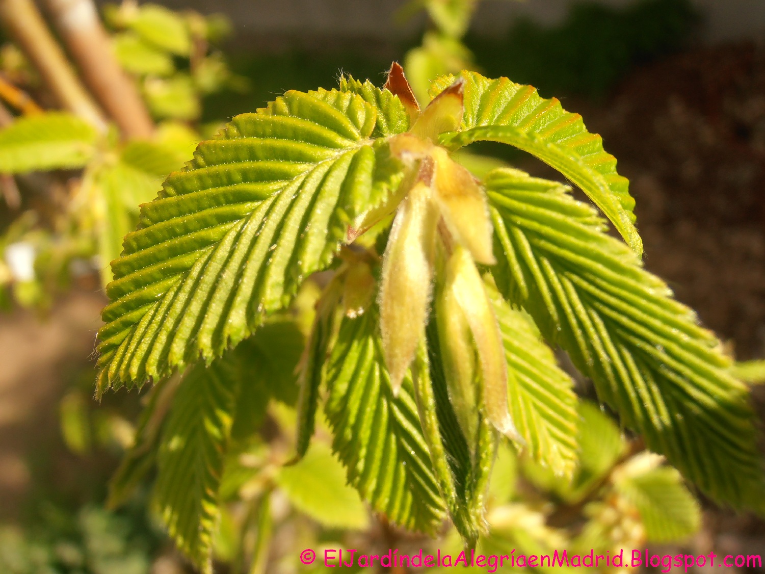 El jardín de la alegría : Hojas. Lisas, suaves, rugosas, dentadas ...