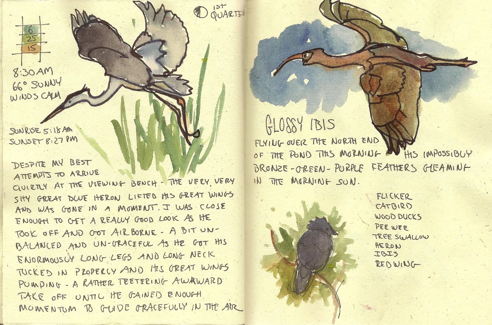 Jan Blencowe's Sketchbook Hypothesis: Nature Journal Entries - June 24 ...