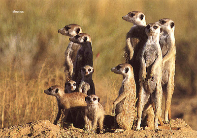 Cape Country Routes: Meerkat Adventures- Are Meerkats good pets?