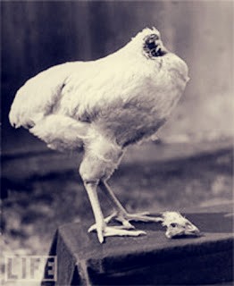 TNB: Mike: O frango que viveu 18 meses sem cabeça. (Completo)