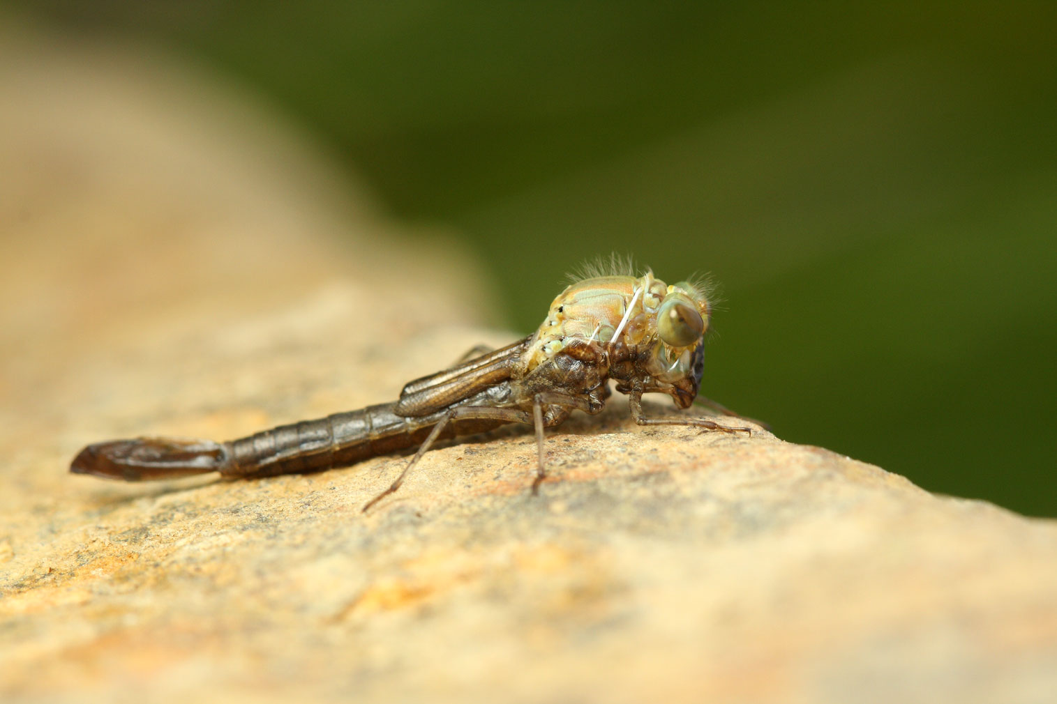 JJ's Photographic nature blog: A damsel emerges from the deep...