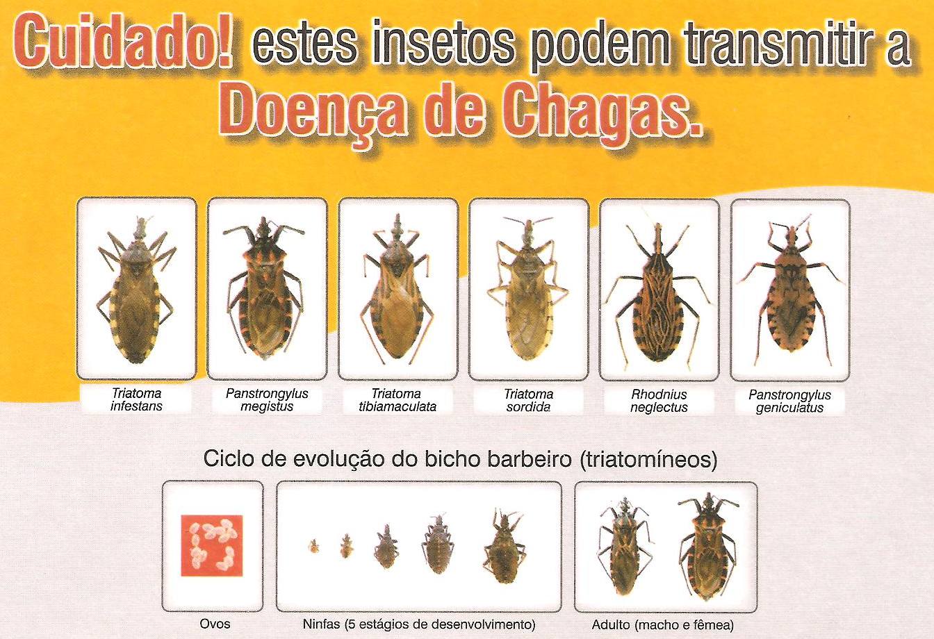 Ciências Biológicas: Trypanosoma cruzi (Doença de Chagas)
