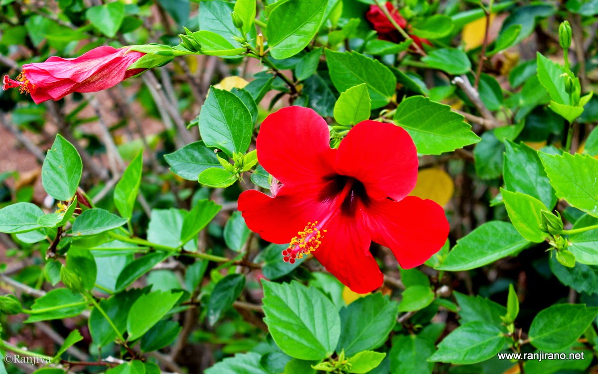Au détour d'une balade, des hibiscus rouges et la couleur rouge ...
