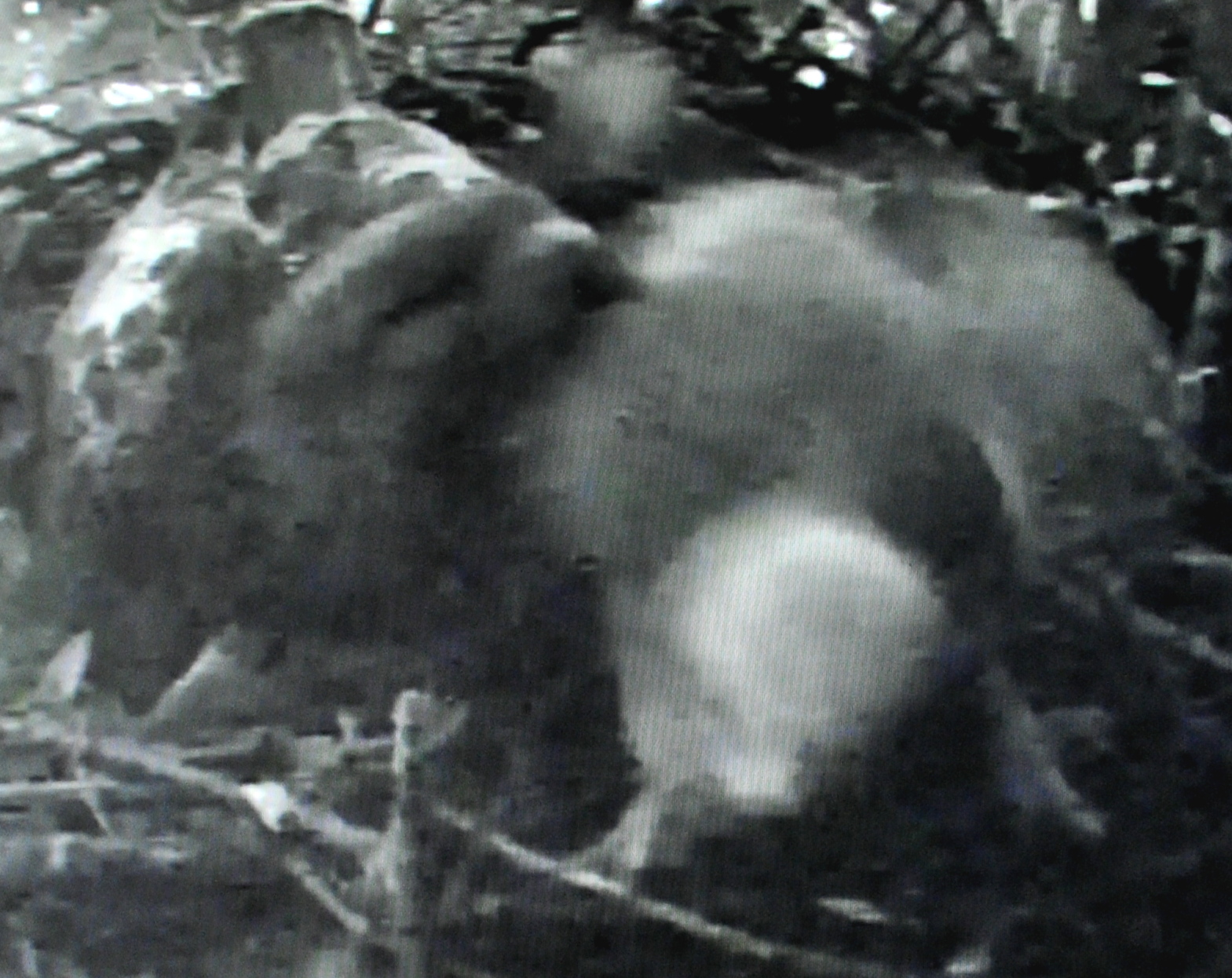 Palemaleirregulars: Restless Pip? What is Violet Doing? A Scrum of ...