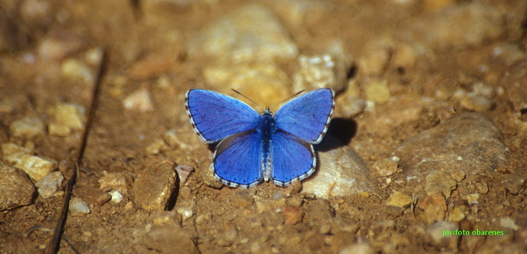 MONTES OBARENES ENTORNO Y VIDA: Niña celeste (Polyommatus bellargus)