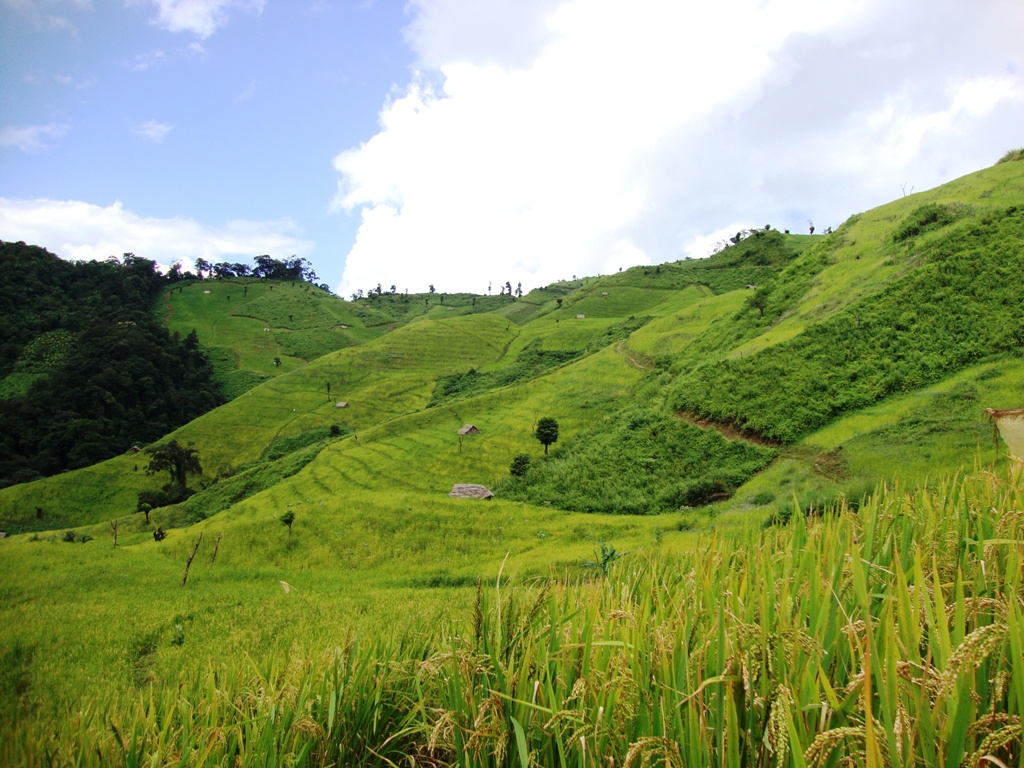 THE WANCHO: JHUM CULTIVATION AMONG WANCHO TRIBE OF ARUNACHAL PRADESH