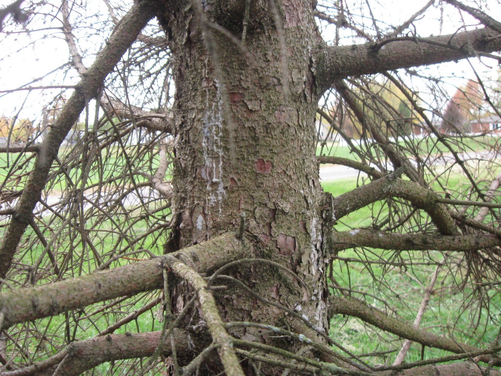 University of Illinois Plant Clinic: End of the Season, "My Spruce is ...