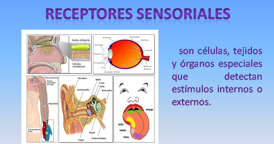Biología Colegio Internacional: clase receptores 2do año