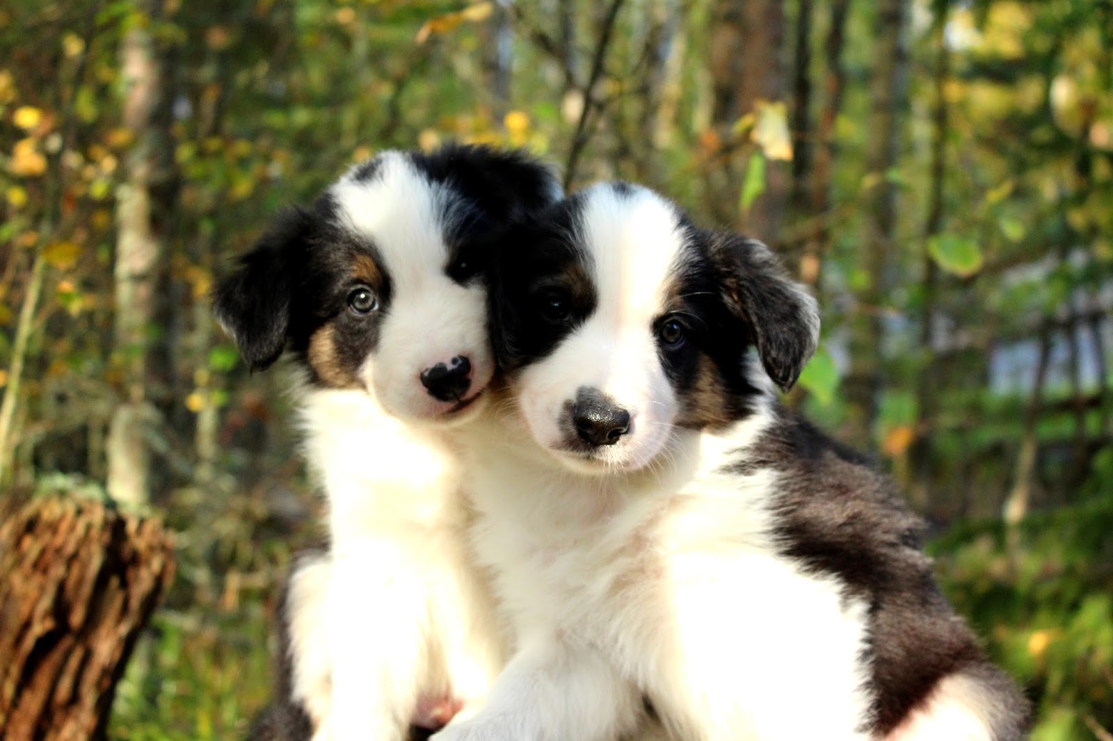 Myrock's: Pennut 6 viikkoa 😊