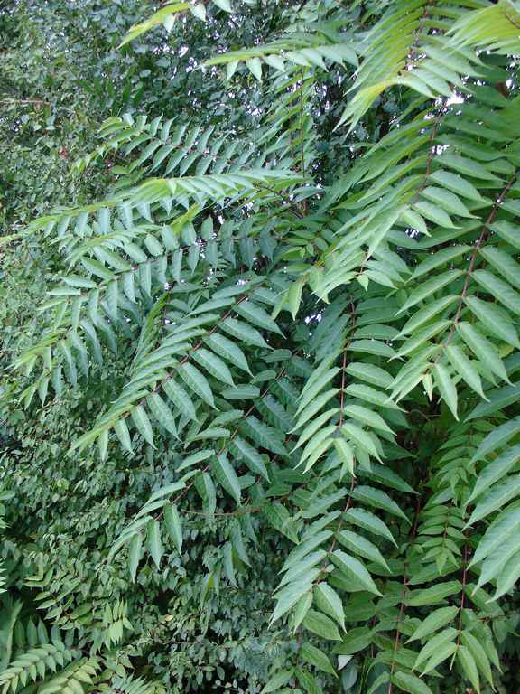 La fin d’une espèce invasive : les ailantes