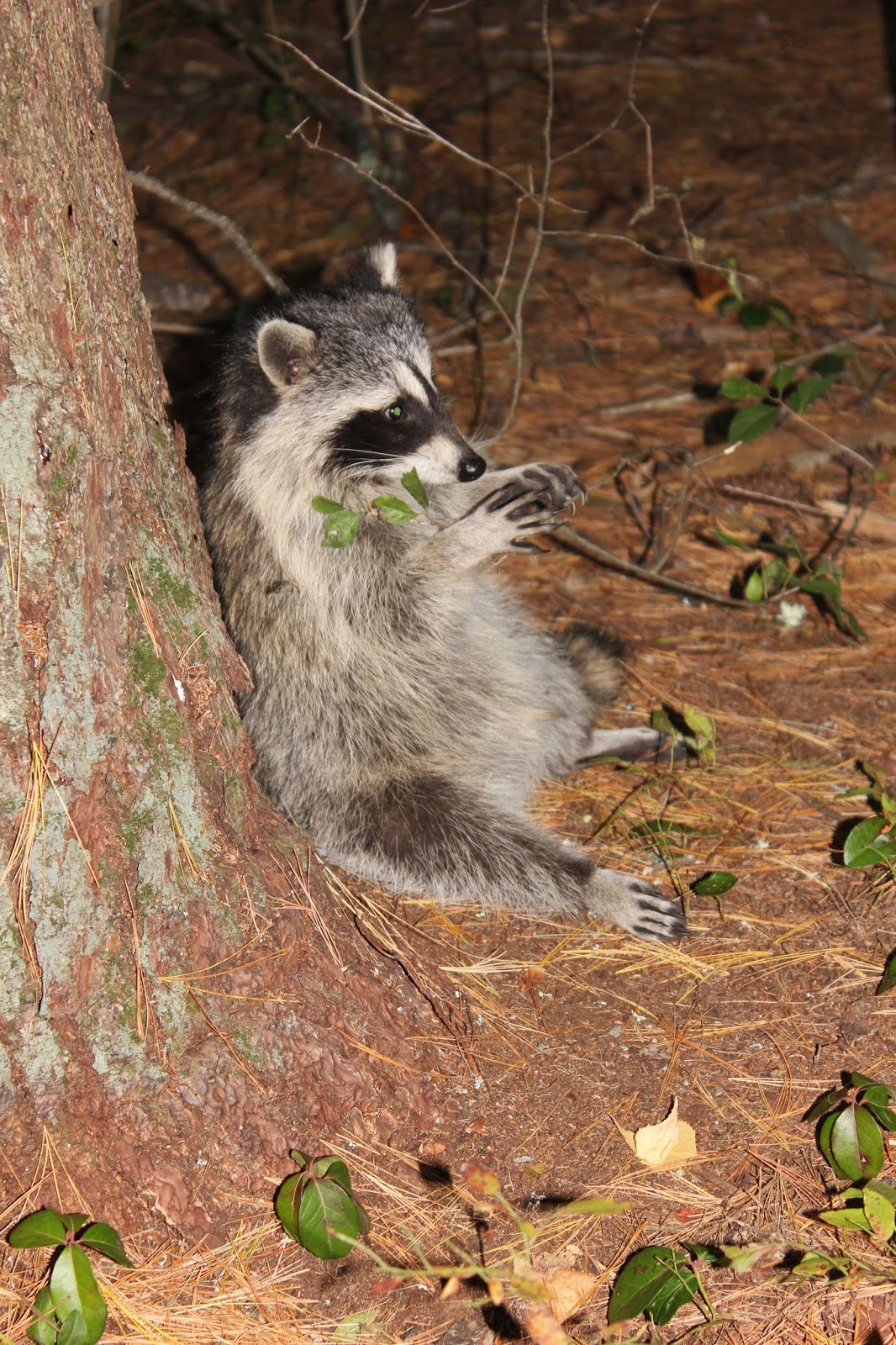 The Laughing Raccoon