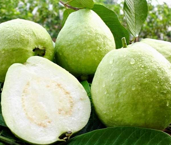 Gambar Buah Jambu BIji - Gambar Buah