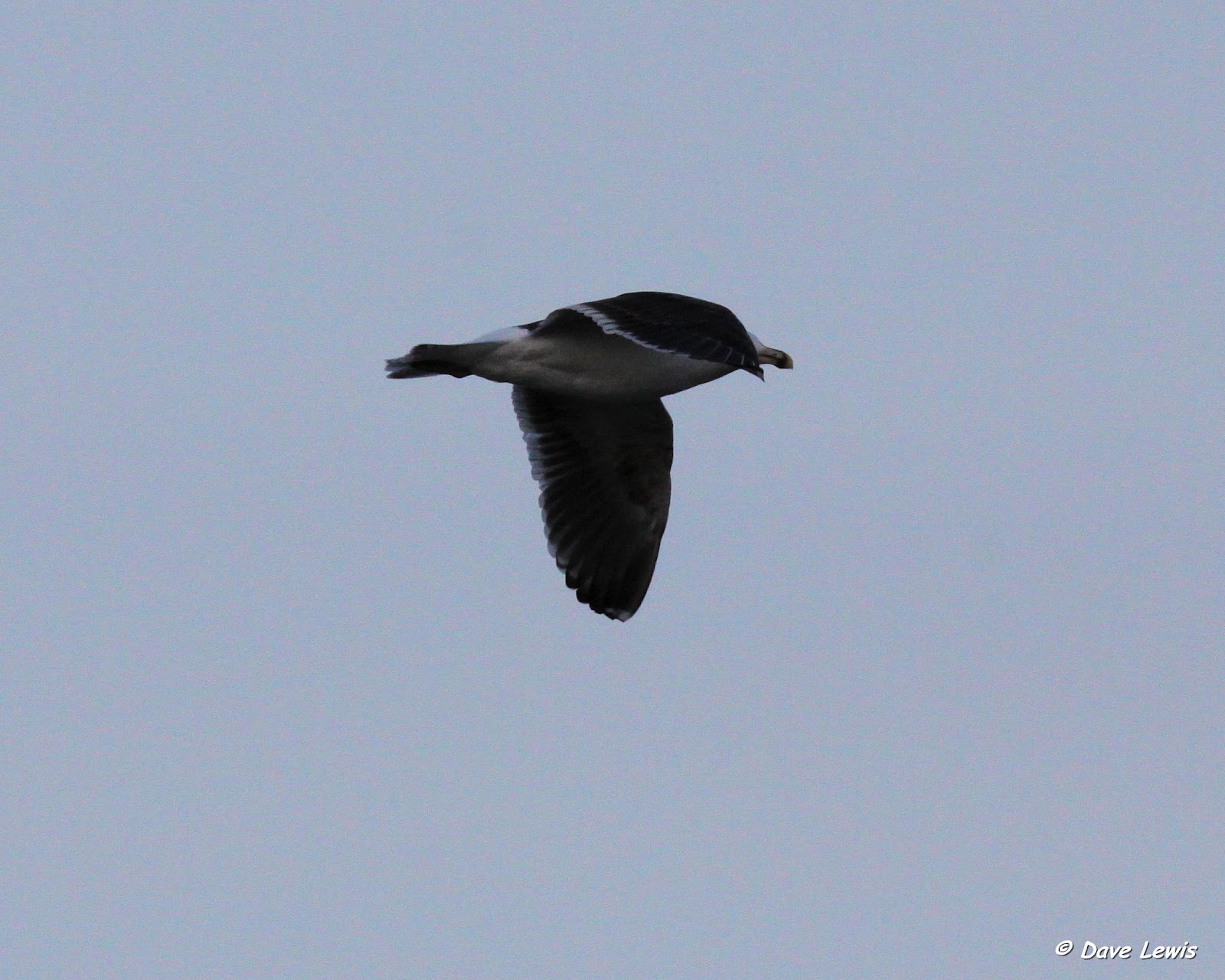 Birds from Behind : 19 February 2012