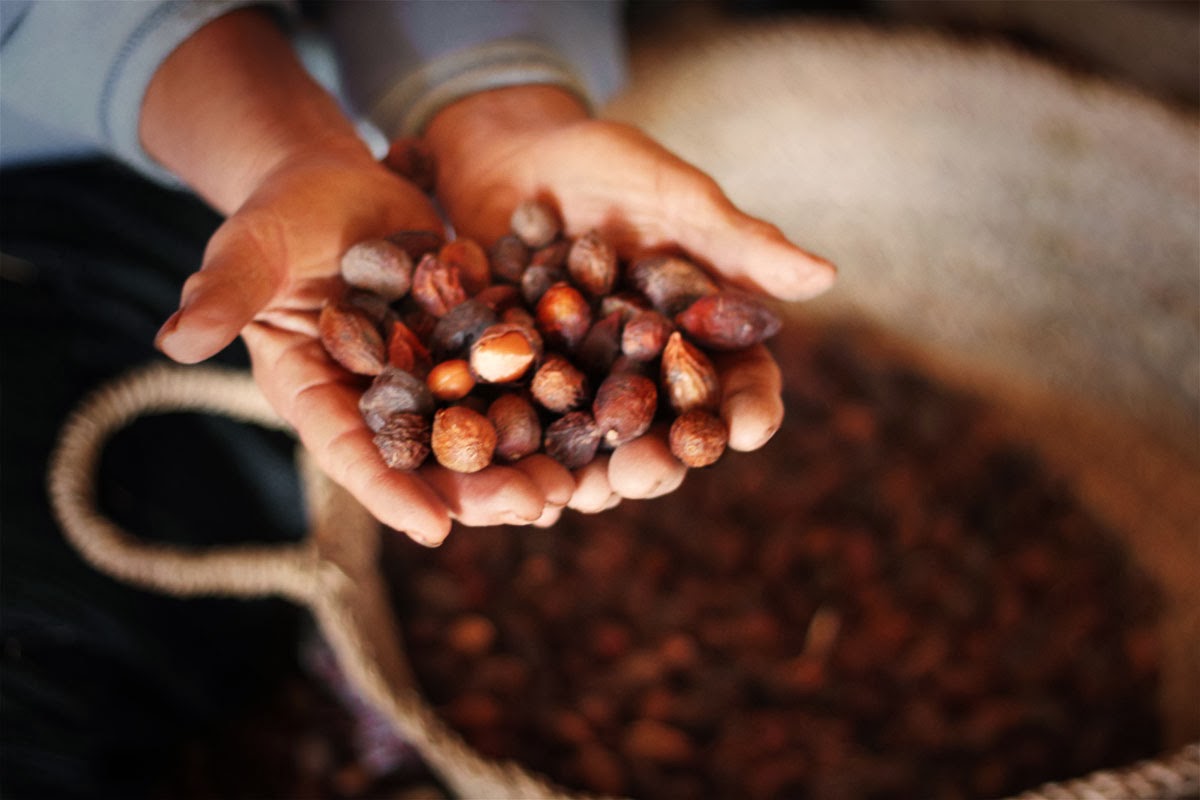 BEAUTIFUL YOU: Argan oil ~ from Morocco's Tree of Life
