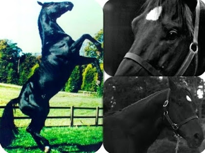 Docs Keepin Time ~ Everything You Need to Know with Photos | Videos