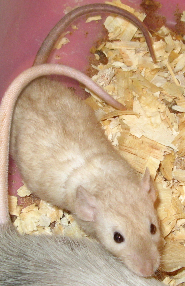 Black Swamp Rodents & Reptiles: Rats & Mice