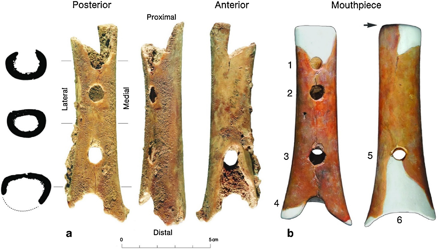 "La Flauta de Divje Babe"