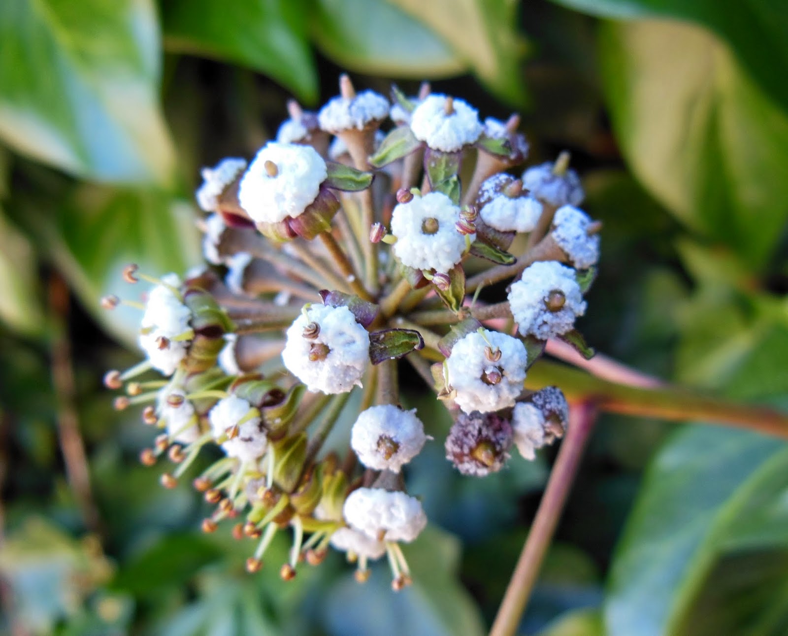 Mi herbario particular: HIEDRA (Hedera helix).