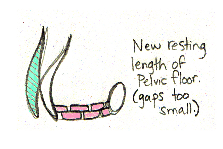 The Path You Take: Wait, what? Kegels DON'T work?