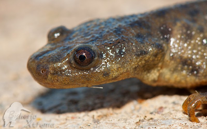 Bicherío Xtremo: Herptrip Cáceres - Diciembre 2014....