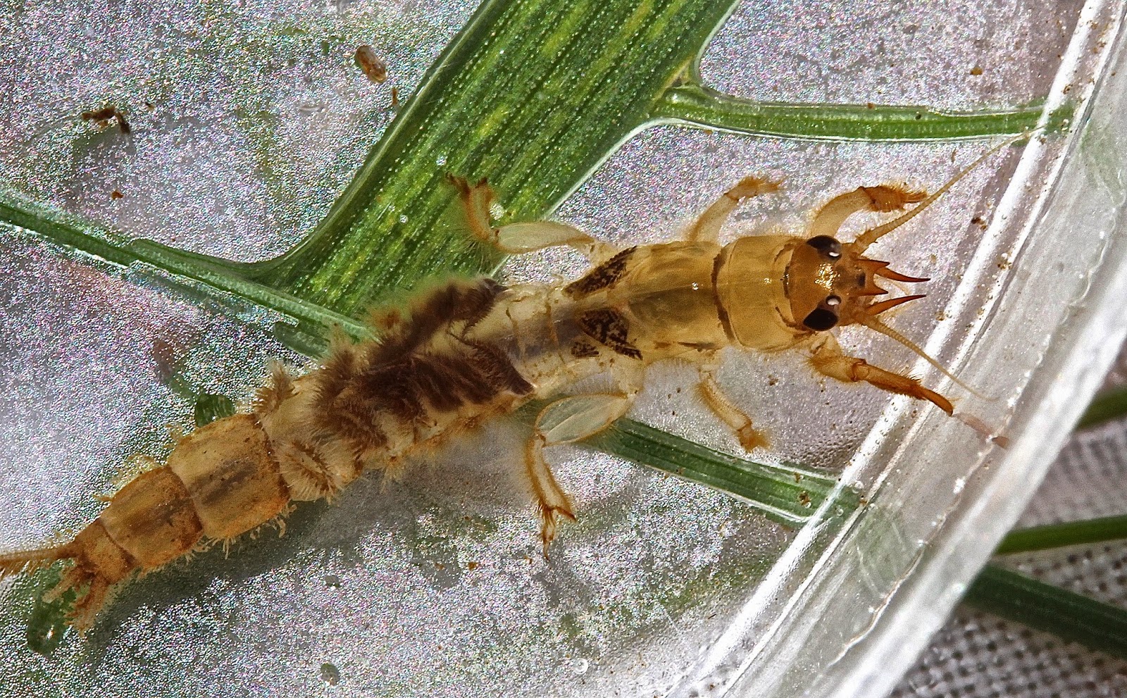 Aquatic Insects of Central Virginia: You have to dig in the substrate ...