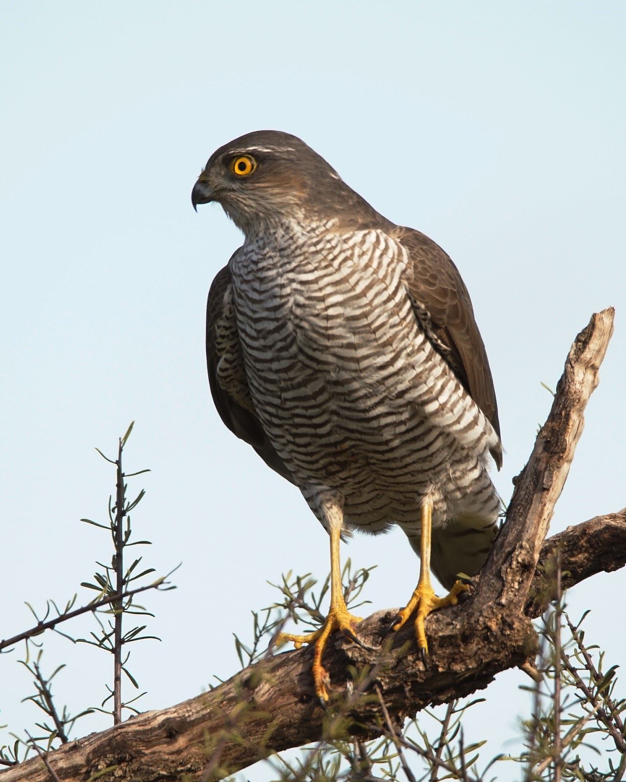 Pasión por las aves: Gavilán común.(Accipiter nisus)