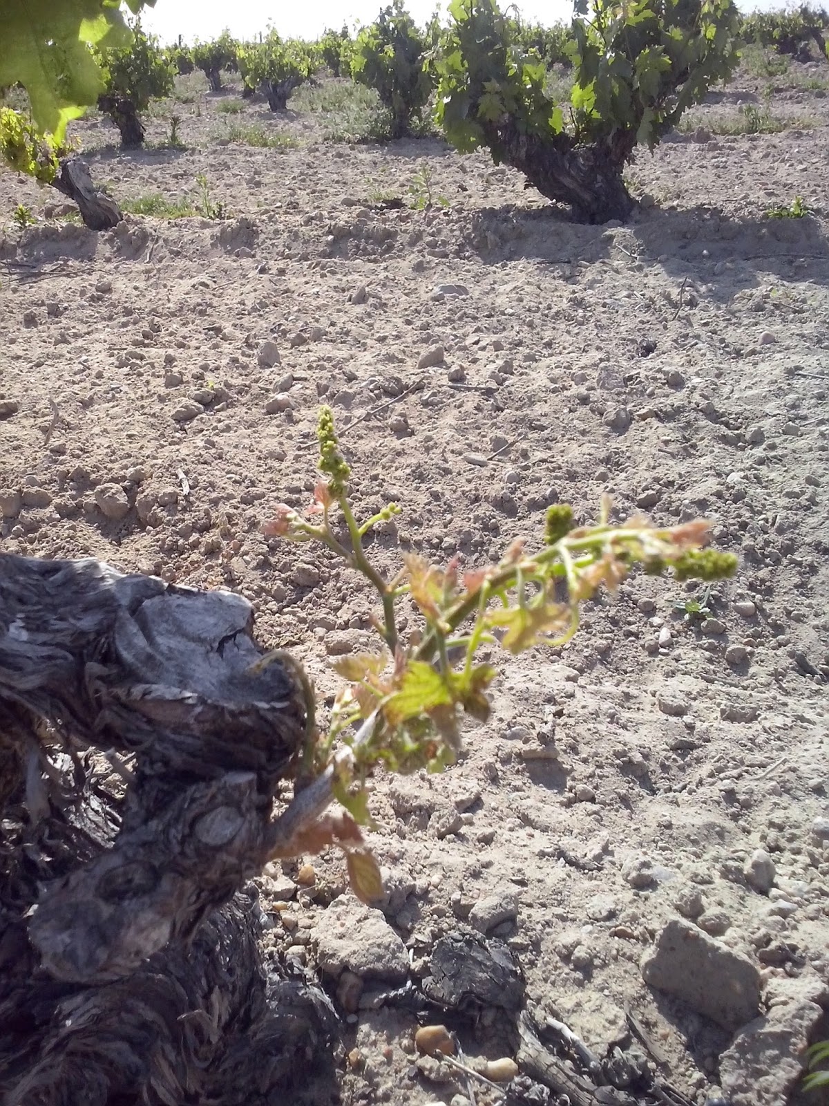 Abdon Segovia entre la vid y la yesca: TRES NOTICIAS SOBRE LA YESCA