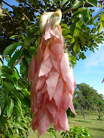 The latest dirt from my garden: Incredible Maniltoa