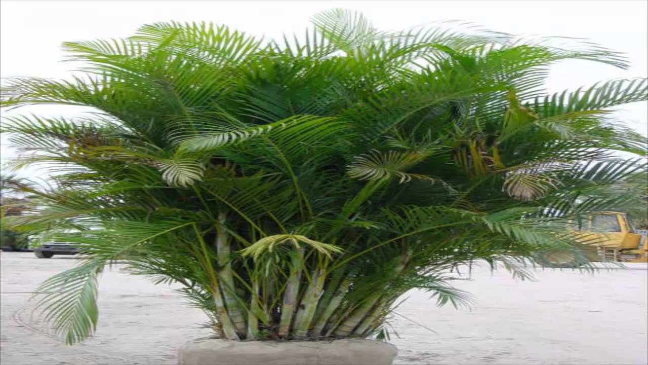 Plantas que embellecen tu hogar.: LA PLANTA ARECA