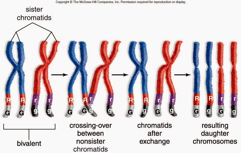 BIOLOGI GONZAGA: CROSSING OVER - PINDAH SILANG