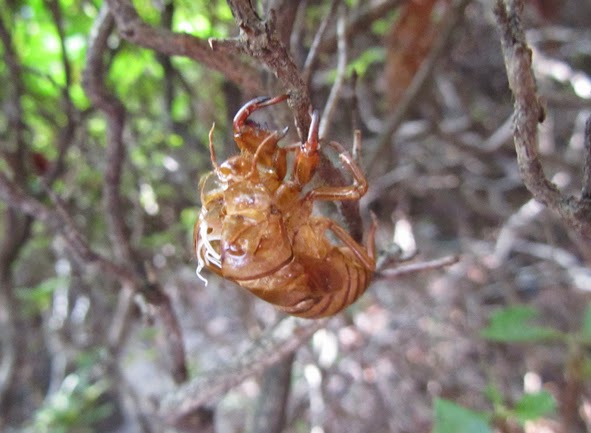 Zoos in Japan: The Sounds of Summer: Japanese “Semi” (Cicadas)