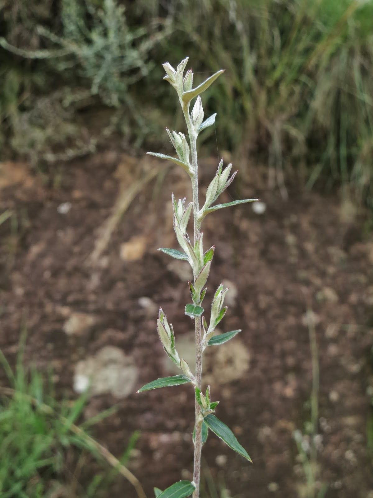 Travels, Experiences, Life