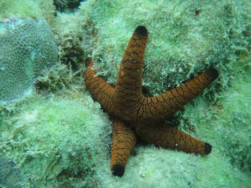 Great Nicobar - The Traveller