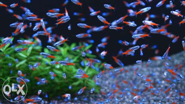 Acvaristi Oradea: Pesti de acvariu: Guppy, Xifo, Sanitari, Scalari ...