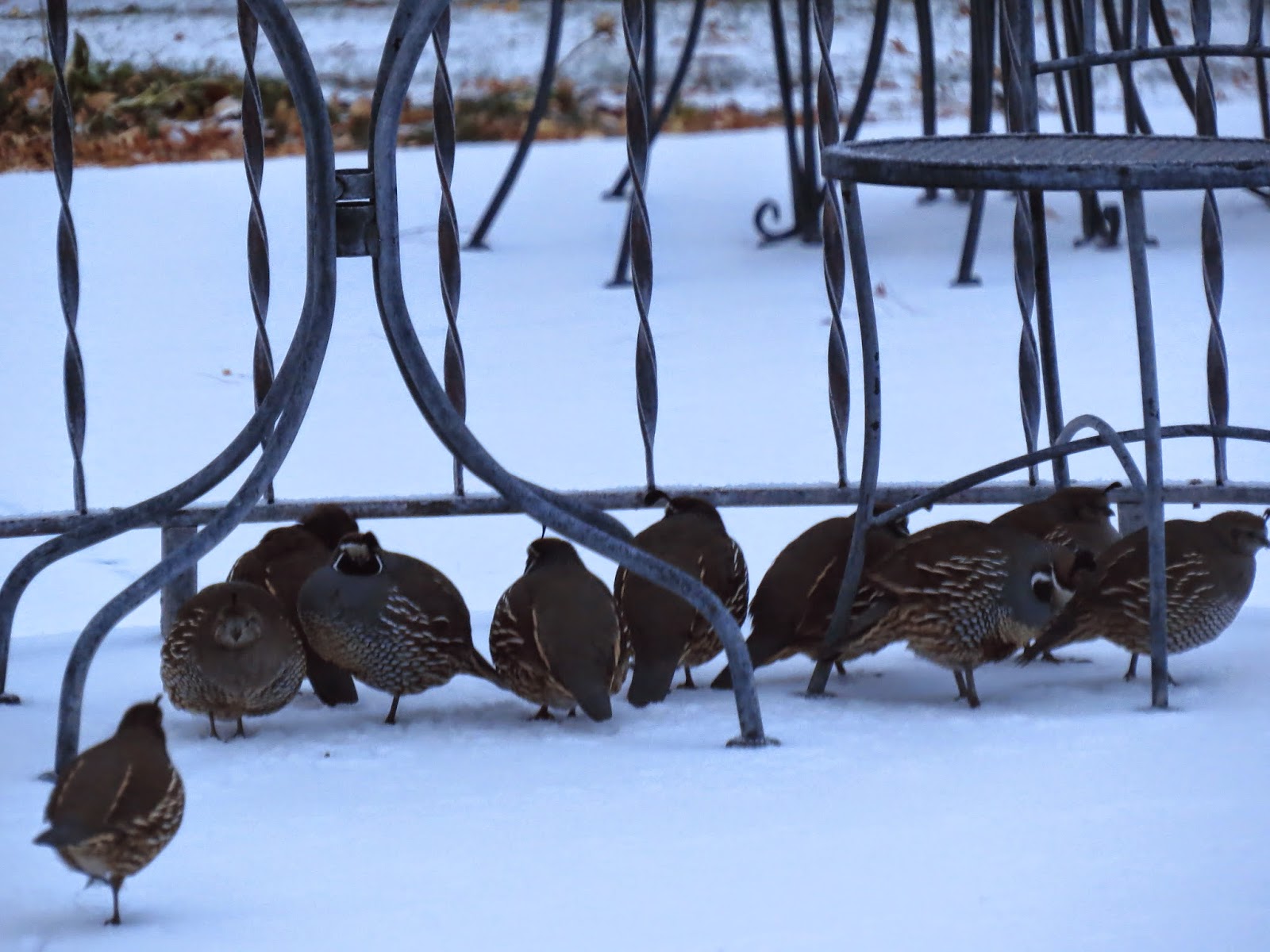 My Ranch Life: Quail in the snow
