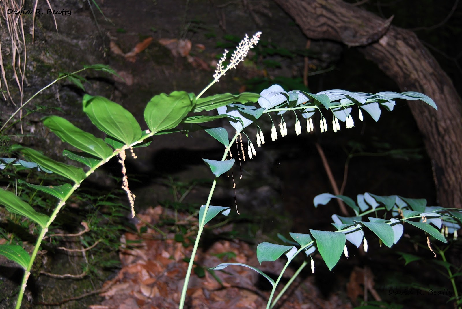Herbal Remedies at Home: JOINT RELIEF IN THE BACKYARD