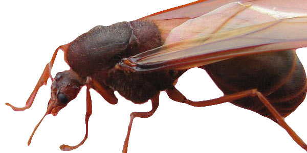 chivas: COMIDA TIPICA DE HUATUSCO