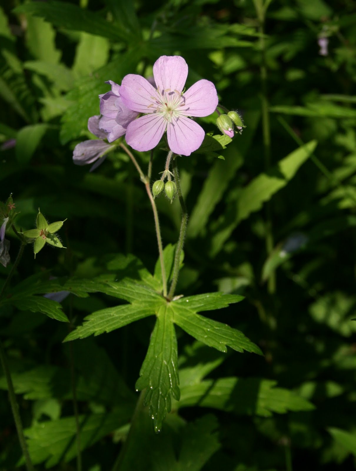 Spicebush Log: Wild Geraniums