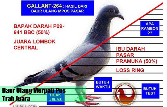 Daur Ulang Merpati Pos Trah Juara