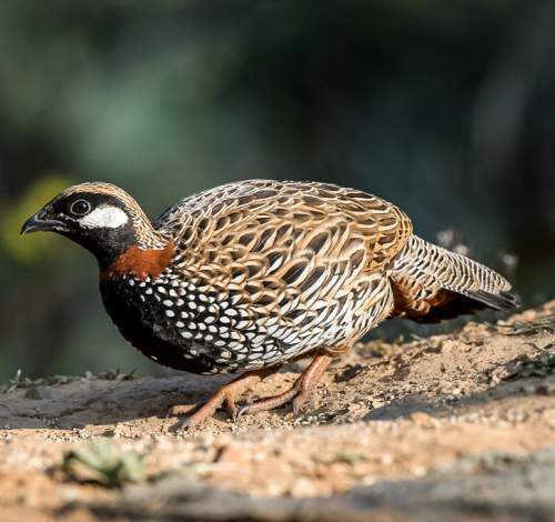 Black francolin photos | Birds of India | Bird World