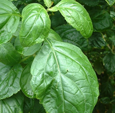 Caléndula, jabones y más: Aceite esencial de Pachuli o Patchouli