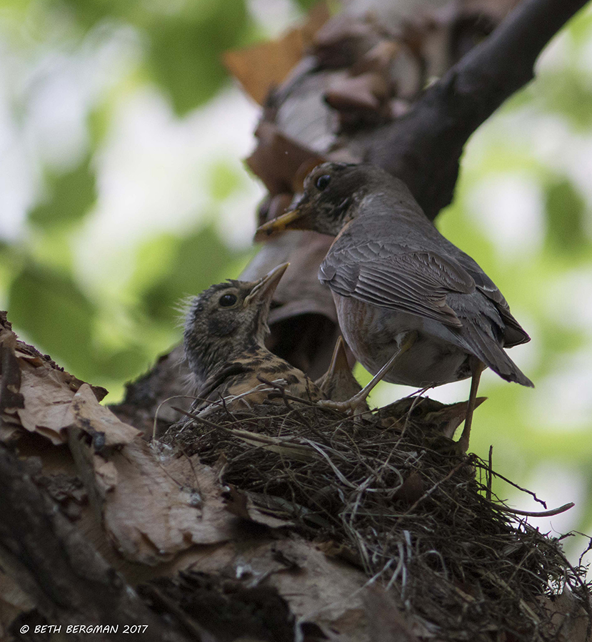 The Beth Lenz: Garden babies